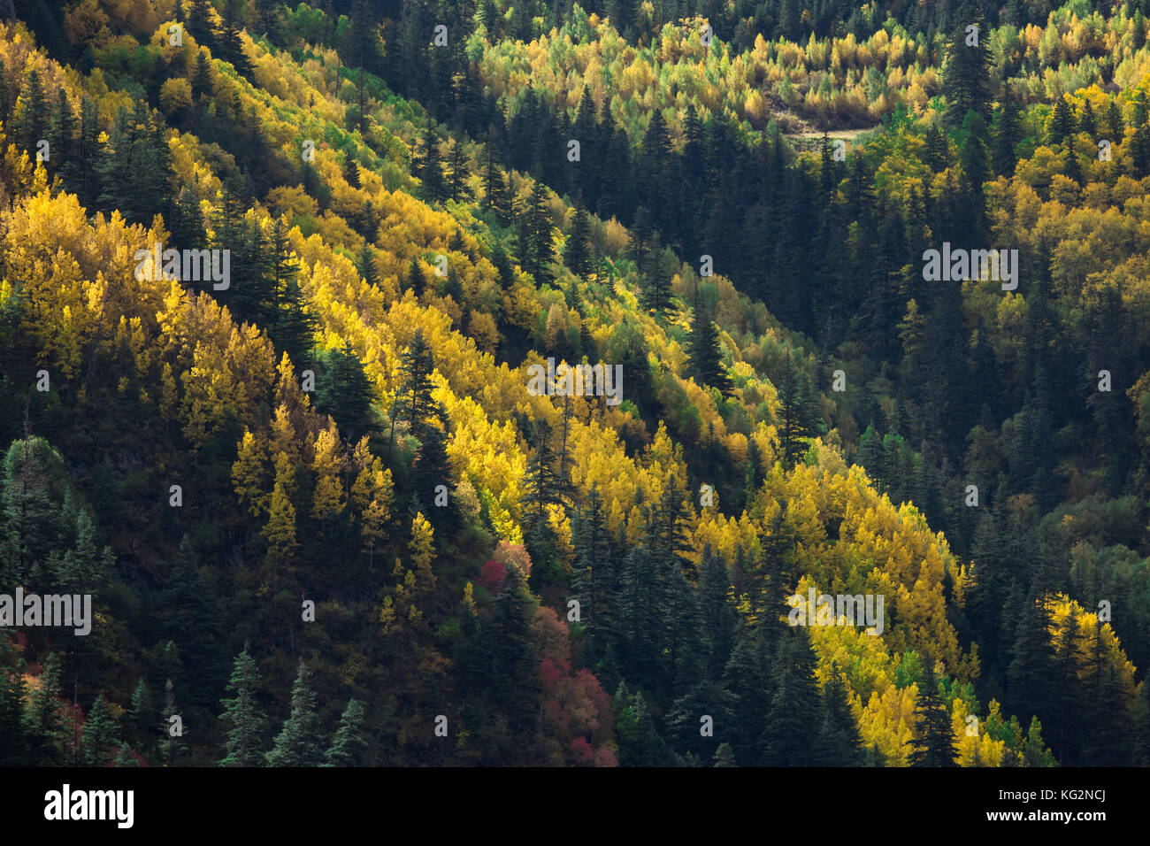 Autumn mixed forest. yellow color trees Stock Photo - Alamy