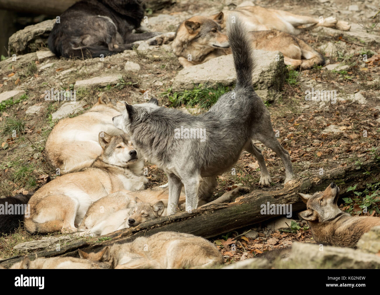 Grey wolf standing on rocks hi-res stock photography and images - Alamy