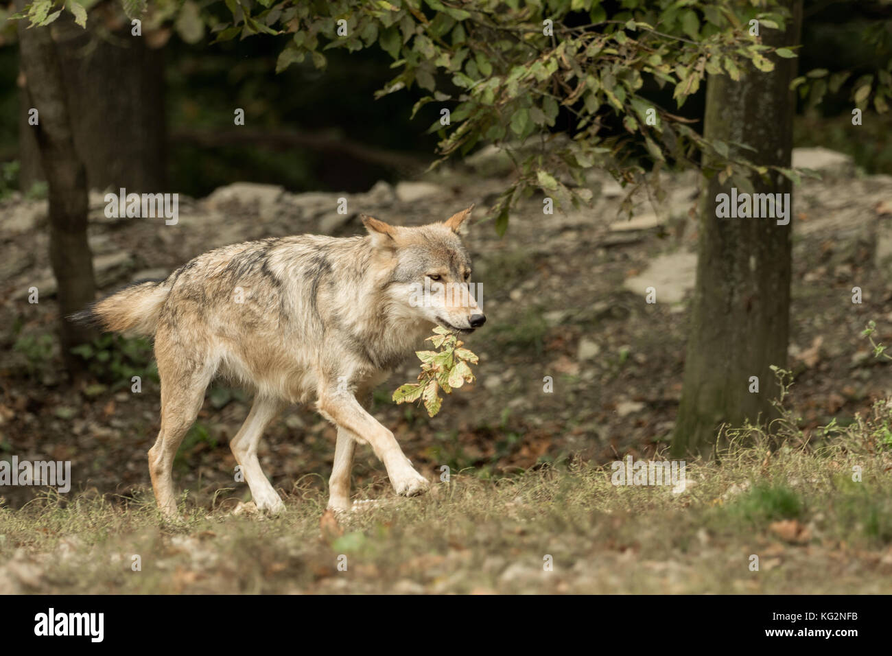 Wolf looking around tree hi-res stock photography and images - Alamy