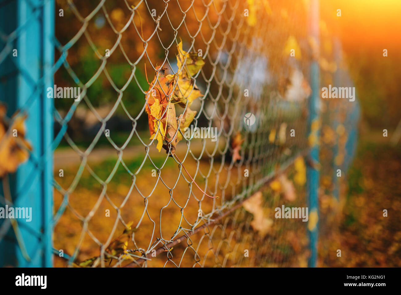 Close up metallic net-shaped fence from wire with autumn leaf stucked ...