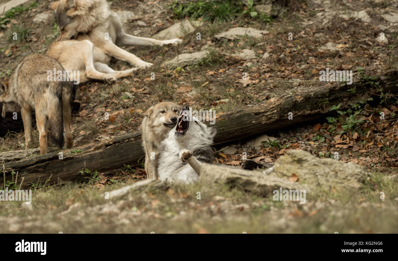 Two Captive Gray Wolves High Resolution Stock Photography and Images ...