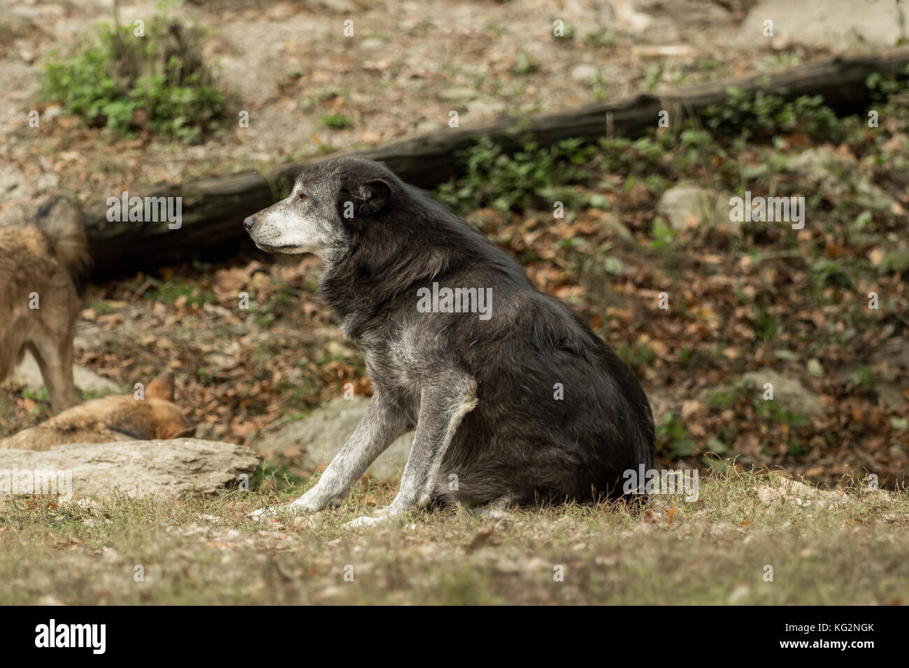 Wolf pack hunting hi-res stock photography and images - Alamy