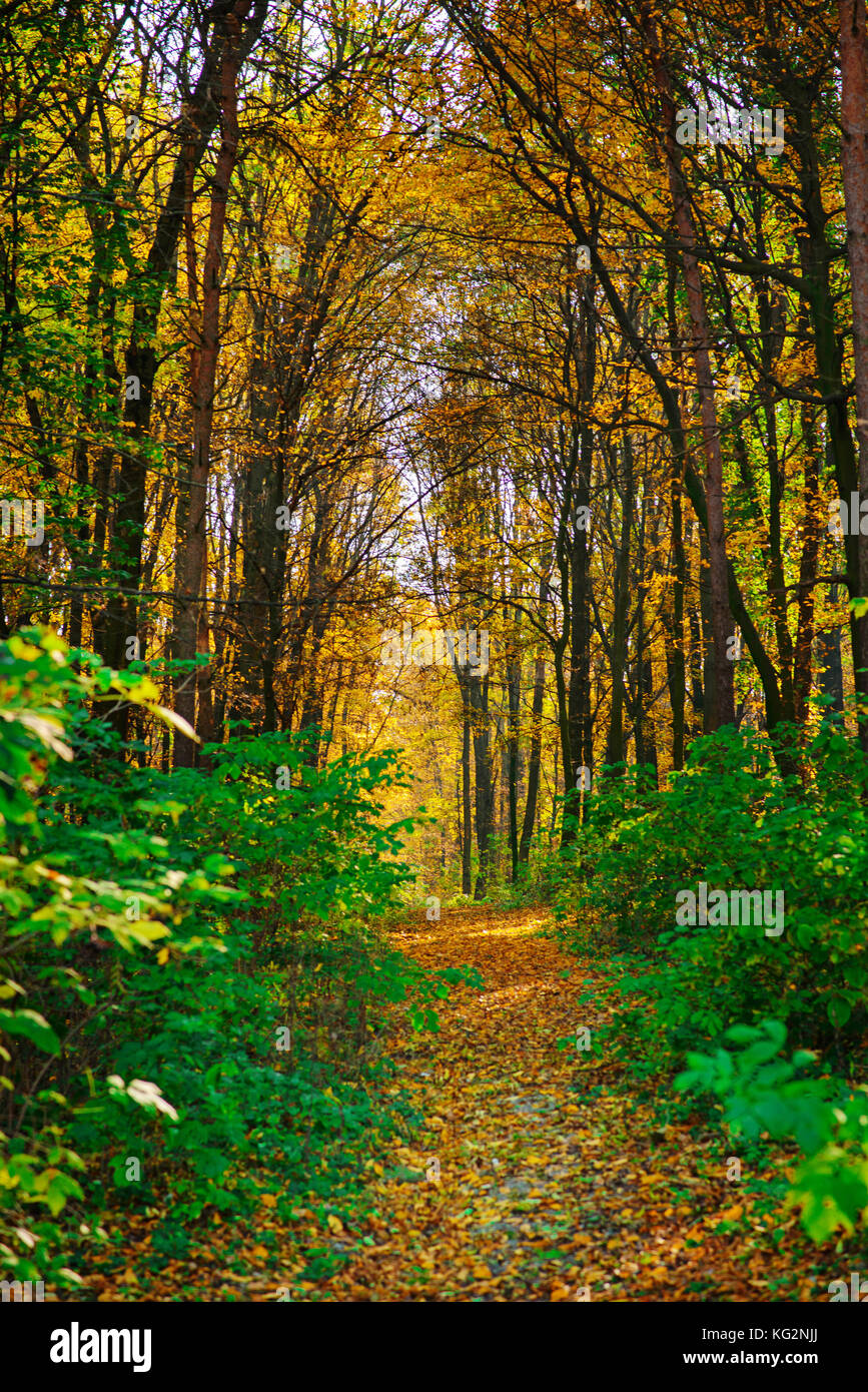 Bright and colorful landscape of autumn forest trail covered with leaf ...