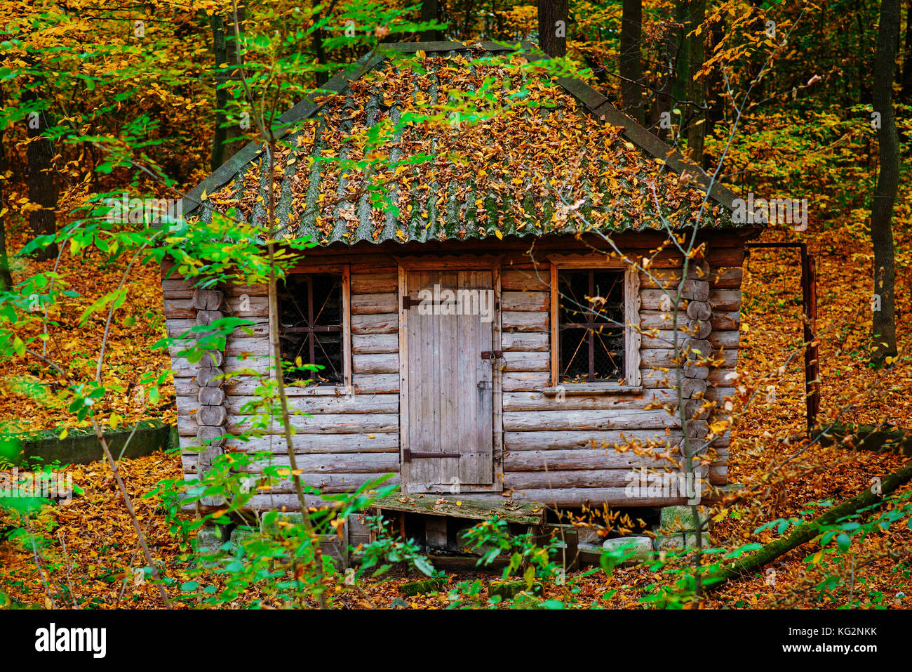 Remoted old wooden shack of ranger in autumn forest Stock Photo - Alamy
