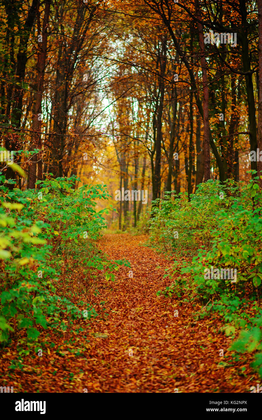Bright and colorful landscape of autumn forest trail covered with leaf ...