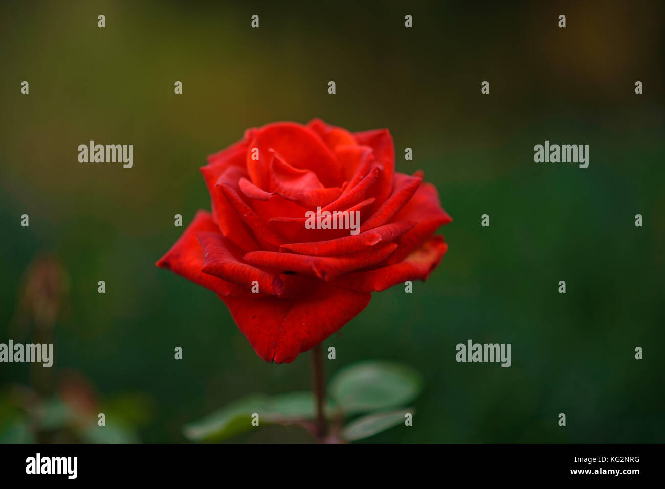 Close up beautiful wild single red rose on a green nature background ...