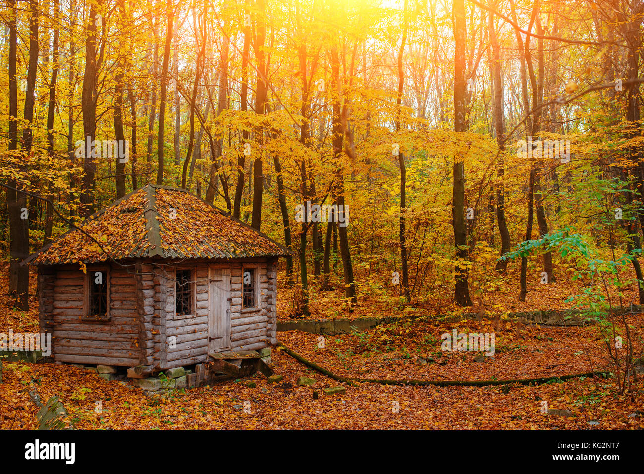 Remoted old wooden shack of ranger in autumn forest Stock Photo - Alamy
