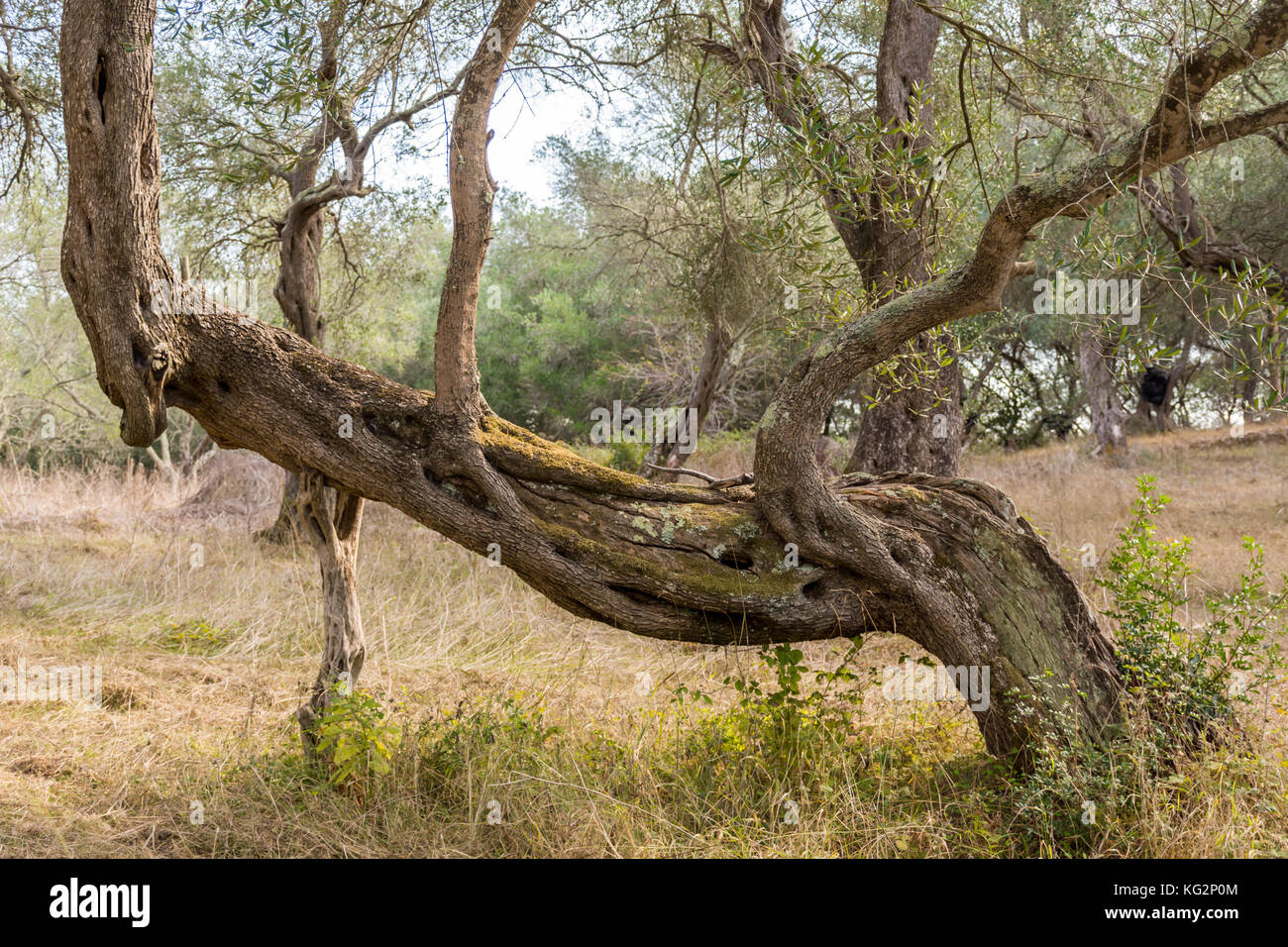A funny shape olive tree in the overgrown olive grove at Corfu Greece ...