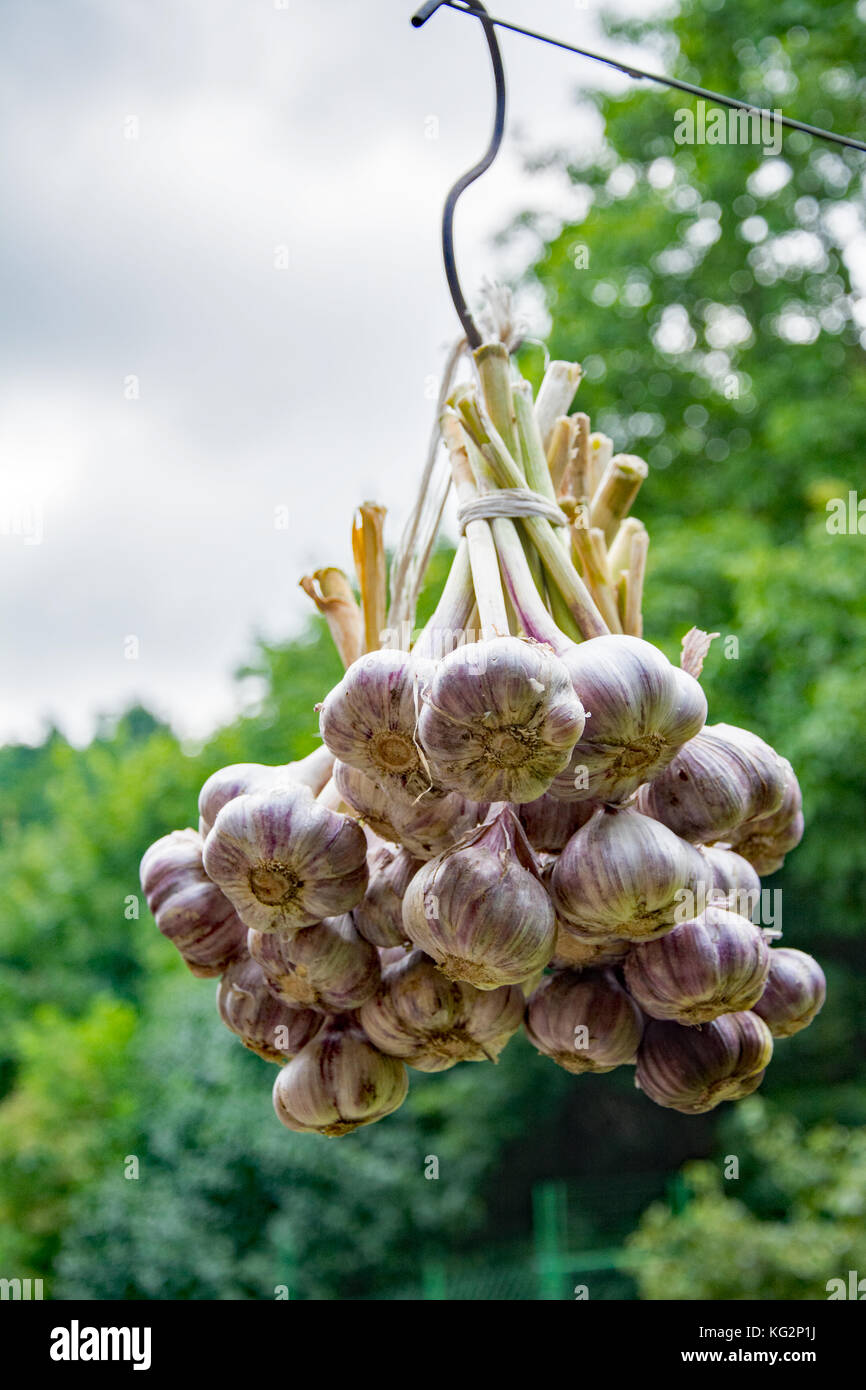 Bunch of hanging garlic hi-res stock photography and images - Alamy