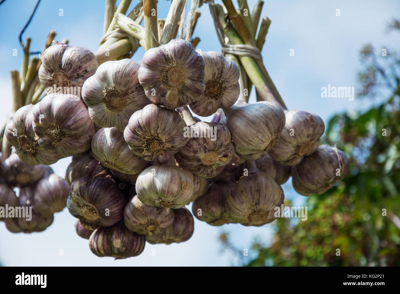 Bundles of garlic drying in the sun - closeup Stock Photo - Alamy