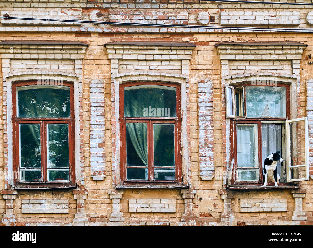 Big dog sitting on the windowsill in the old historical building ...