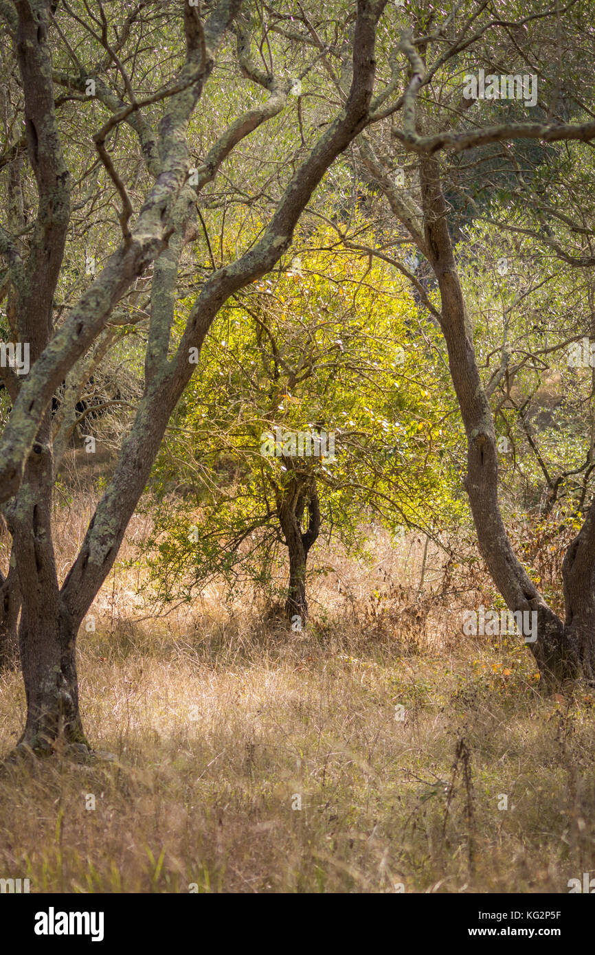 Corfu culture hi-res stock photography and images - Alamy