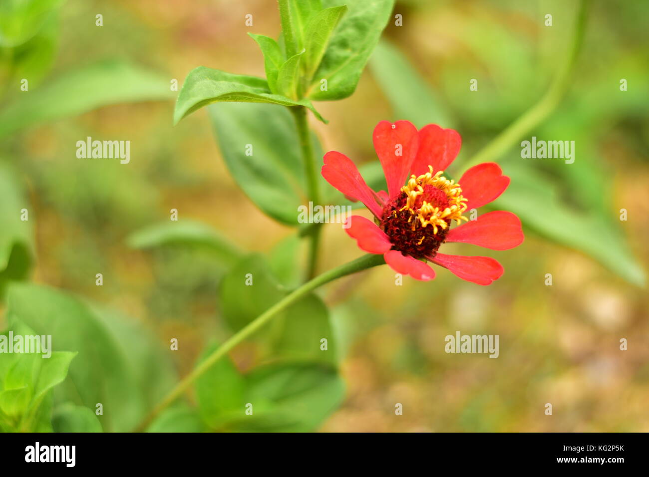 Flowers and green trees Stock Photo - Alamy
