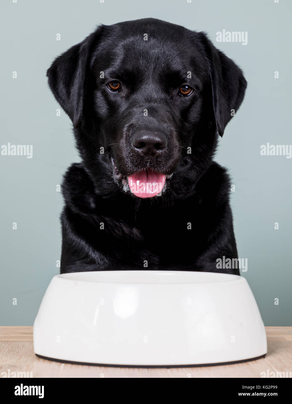 Labrador eating at table High Resolution Stock Photography and Images ...