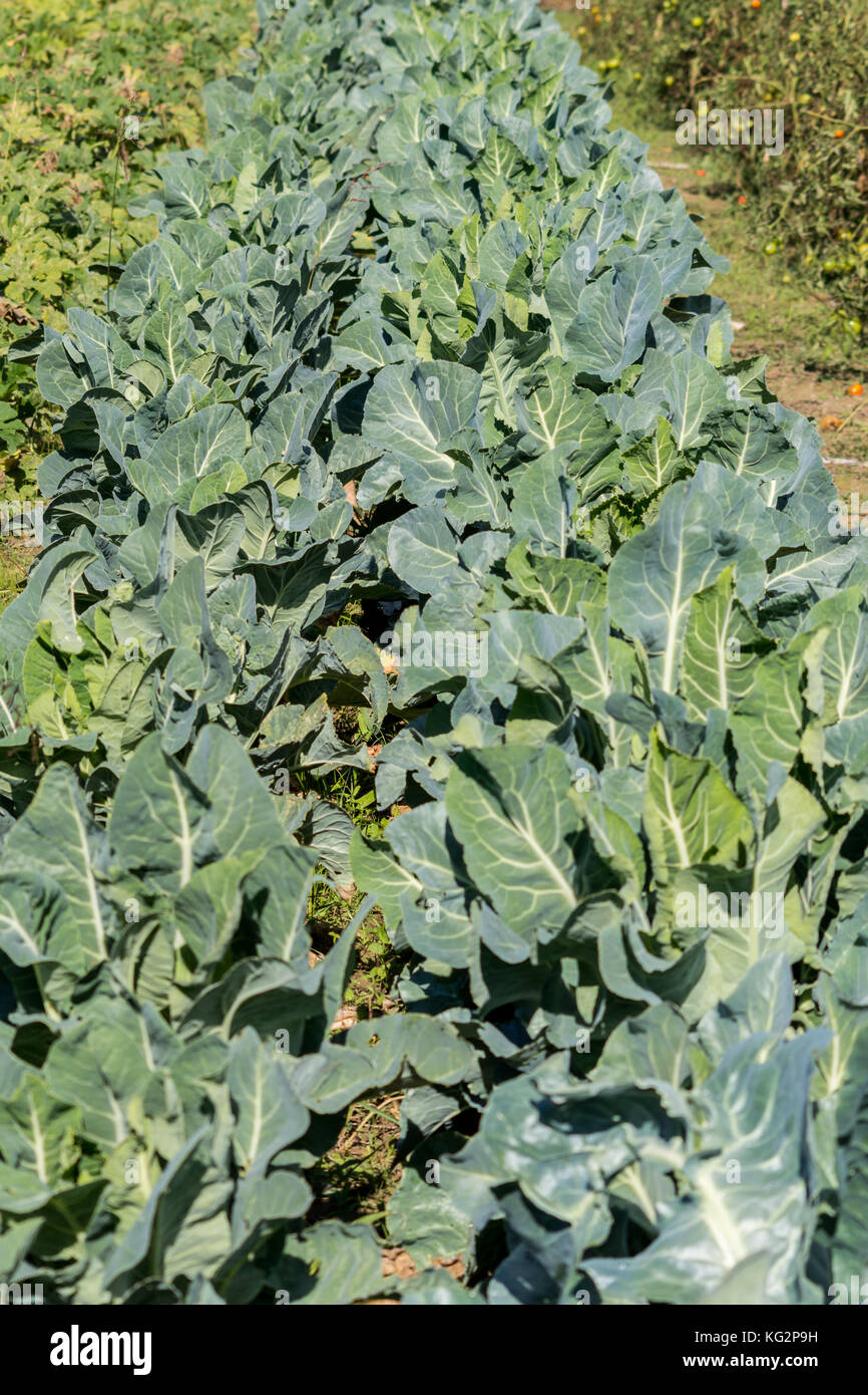 Fresh growing stems of cauliflowers under the sun. Home made ,organic ...