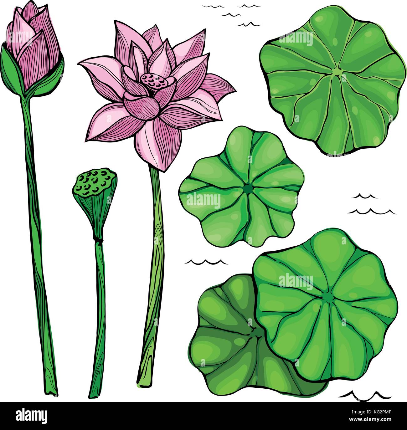 Line exotic flowers natural Stock Vector Images - Alamy