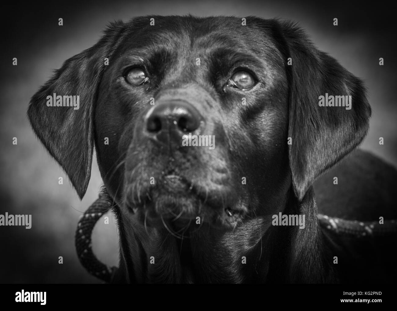 Working Black Labrador Stock Photo - Alamy