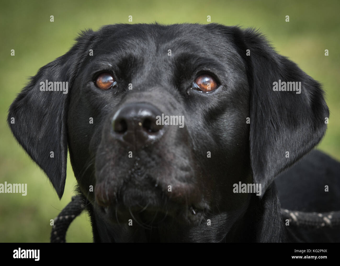 Working Labrador High Resolution Stock Photography and Images - Alamy