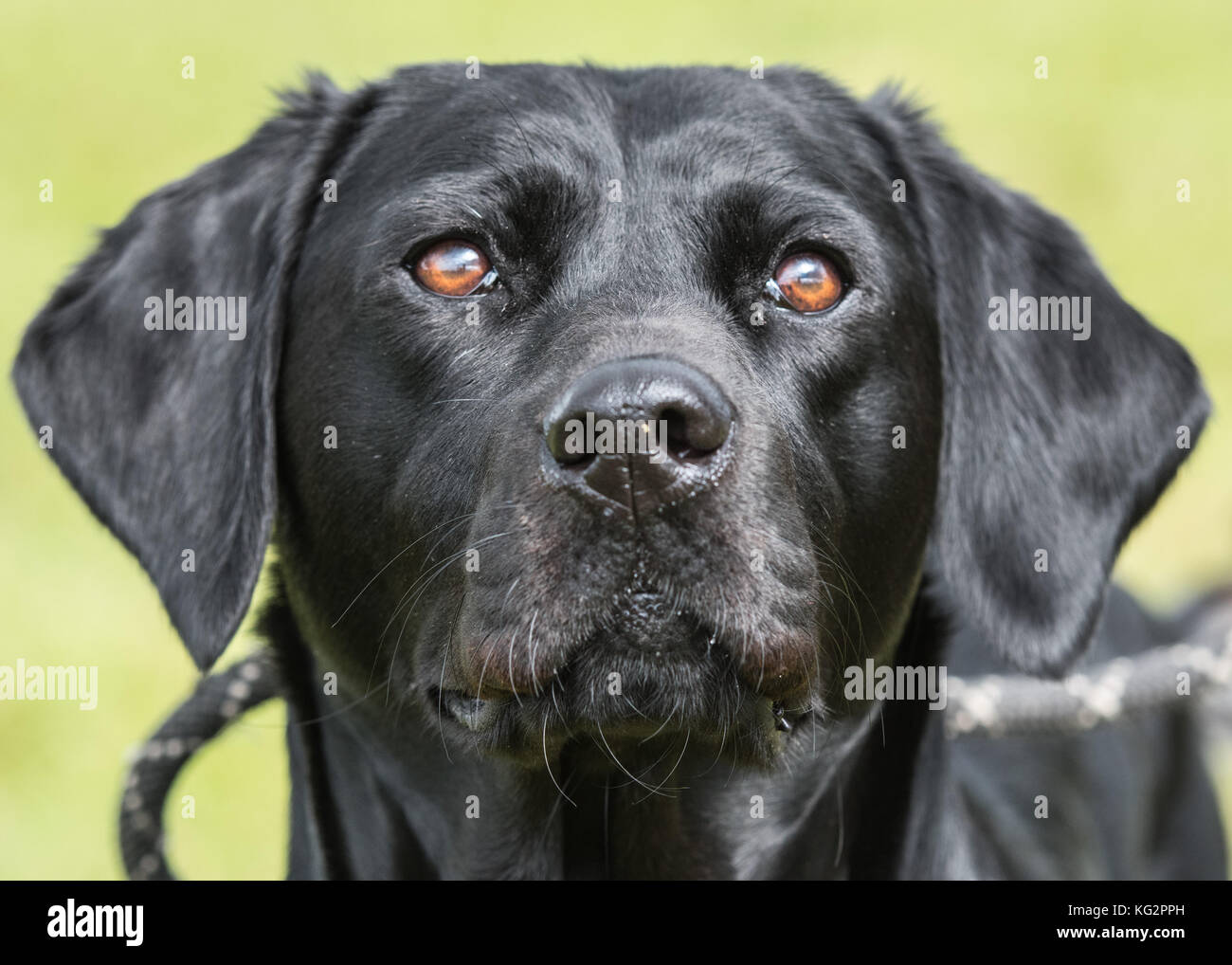 Working Labrador High Resolution Stock Photography and Images - Alamy