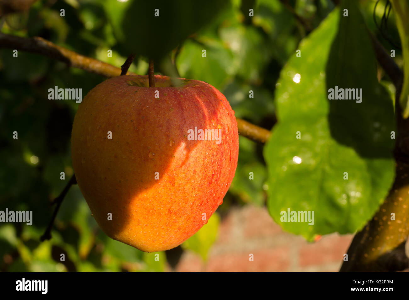 Ripe organic apple Braeburn on apple tree close up Stock Photo - Alamy