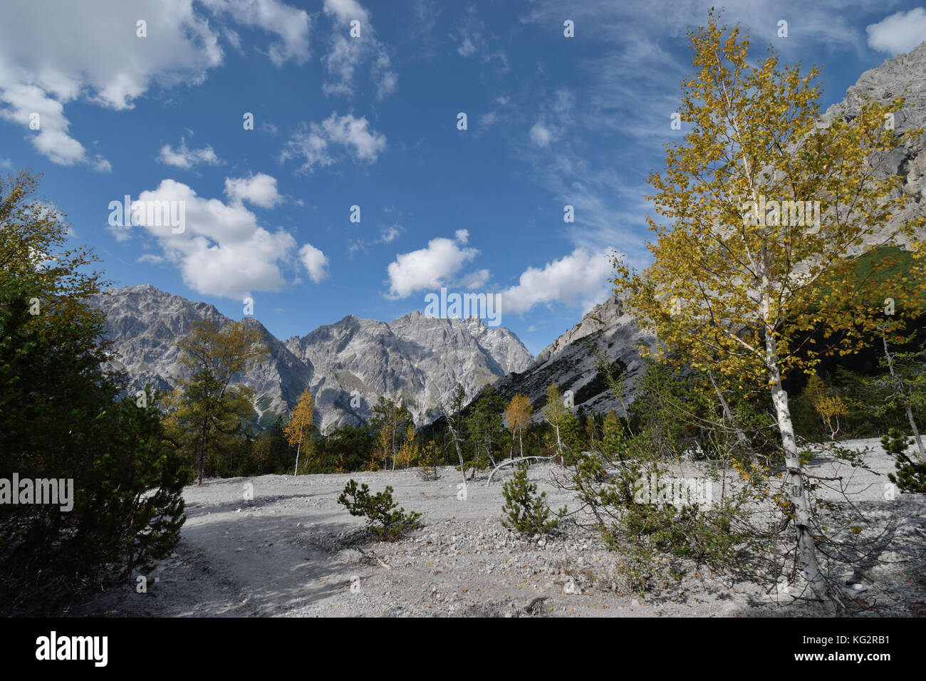 golden birch tree at Wimbachgries valley, Berchtesgaden national park ...