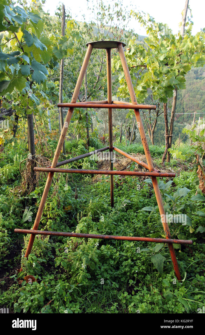 vineyard ladder Campania Italy Stock Photo - Alamy