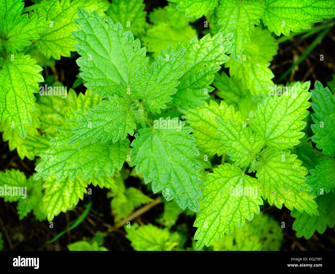 summer green leaves Stock Photo - Alamy
