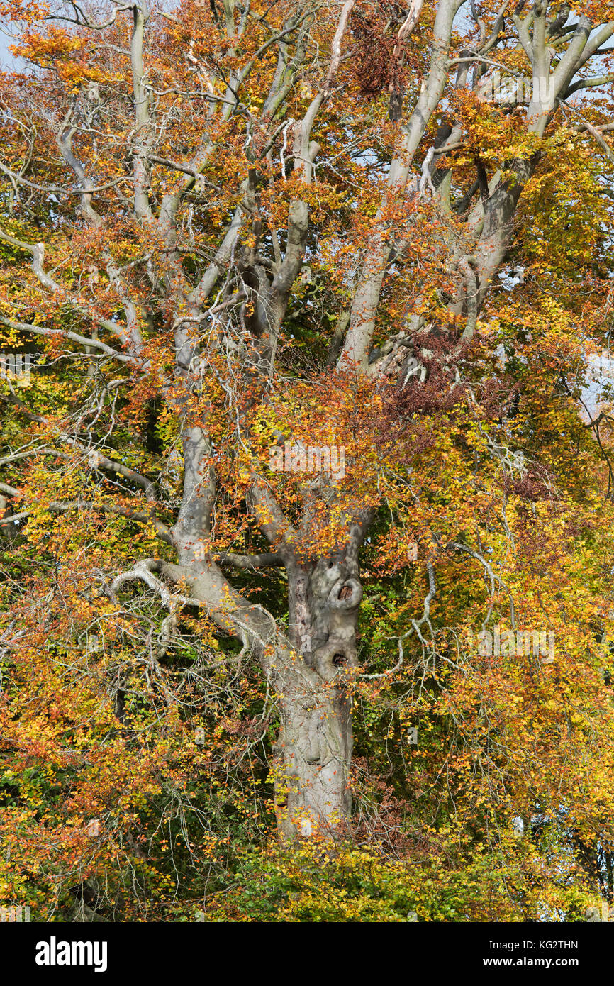 Fagus sylvatica. Beech trees around Waylands Smithy with autumn foliage ...