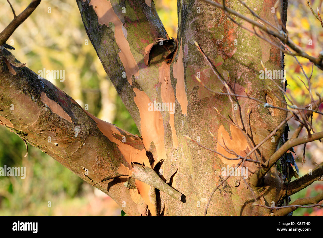 Peeling brown, orange and grey bark on the branching trunk of the ...