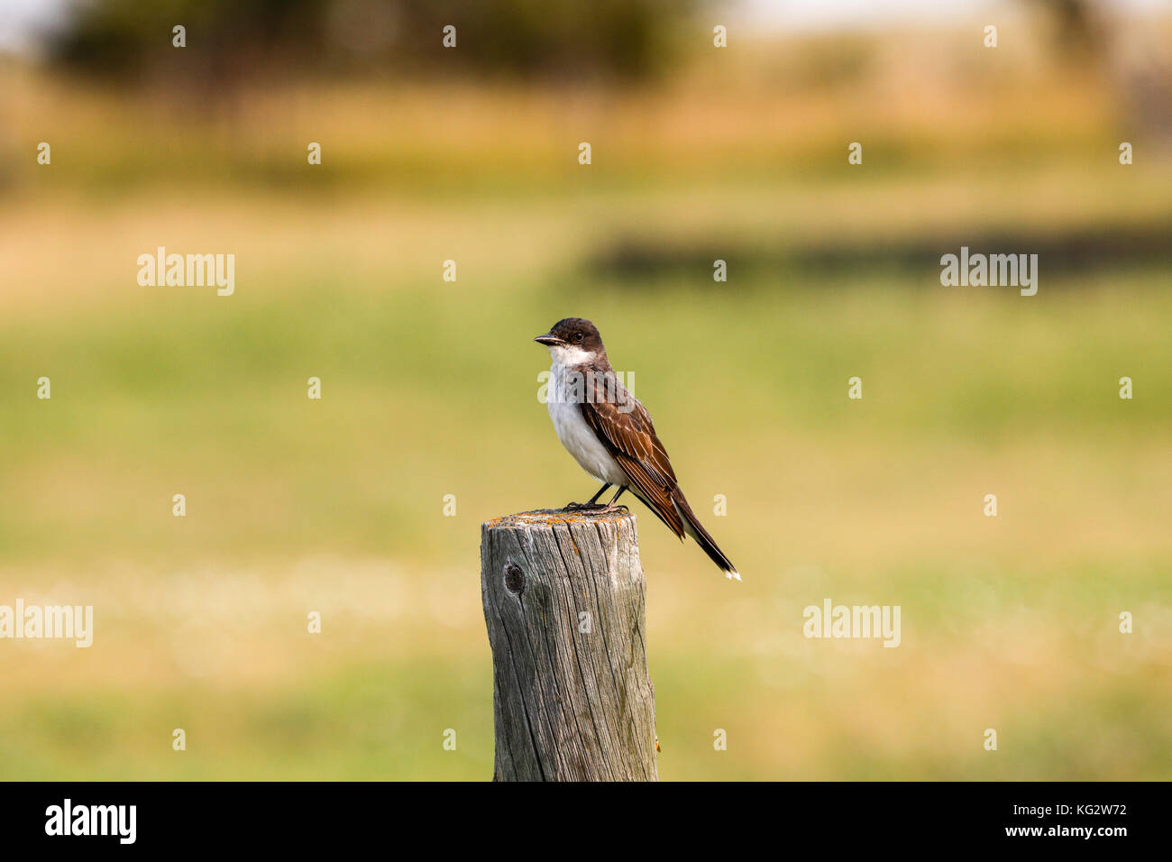 North dakota birds hi-res stock photography and images - Alamy