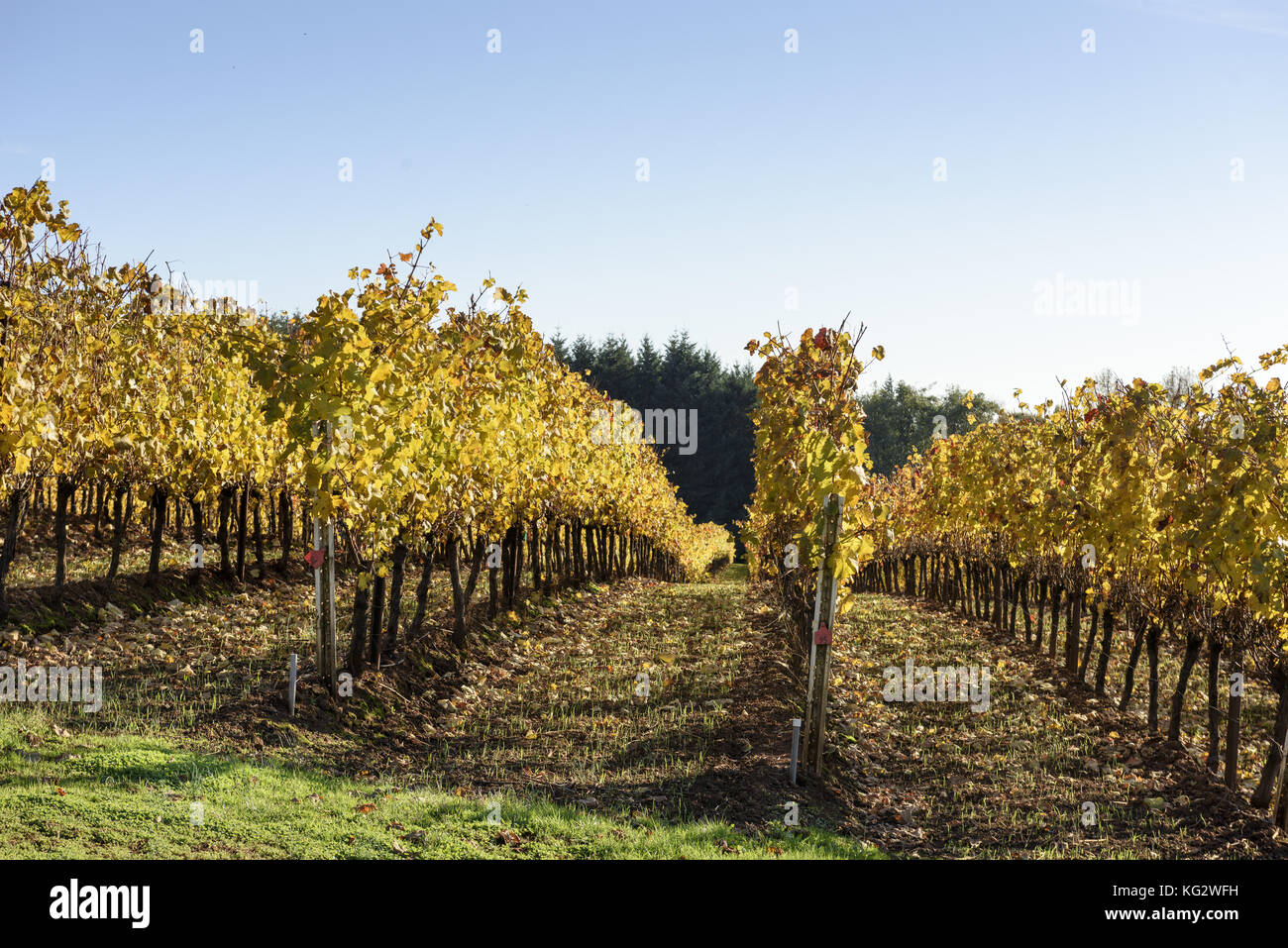 Fall Morning Colors of Vineyards in the Mid Willamette Valley, Marion ...