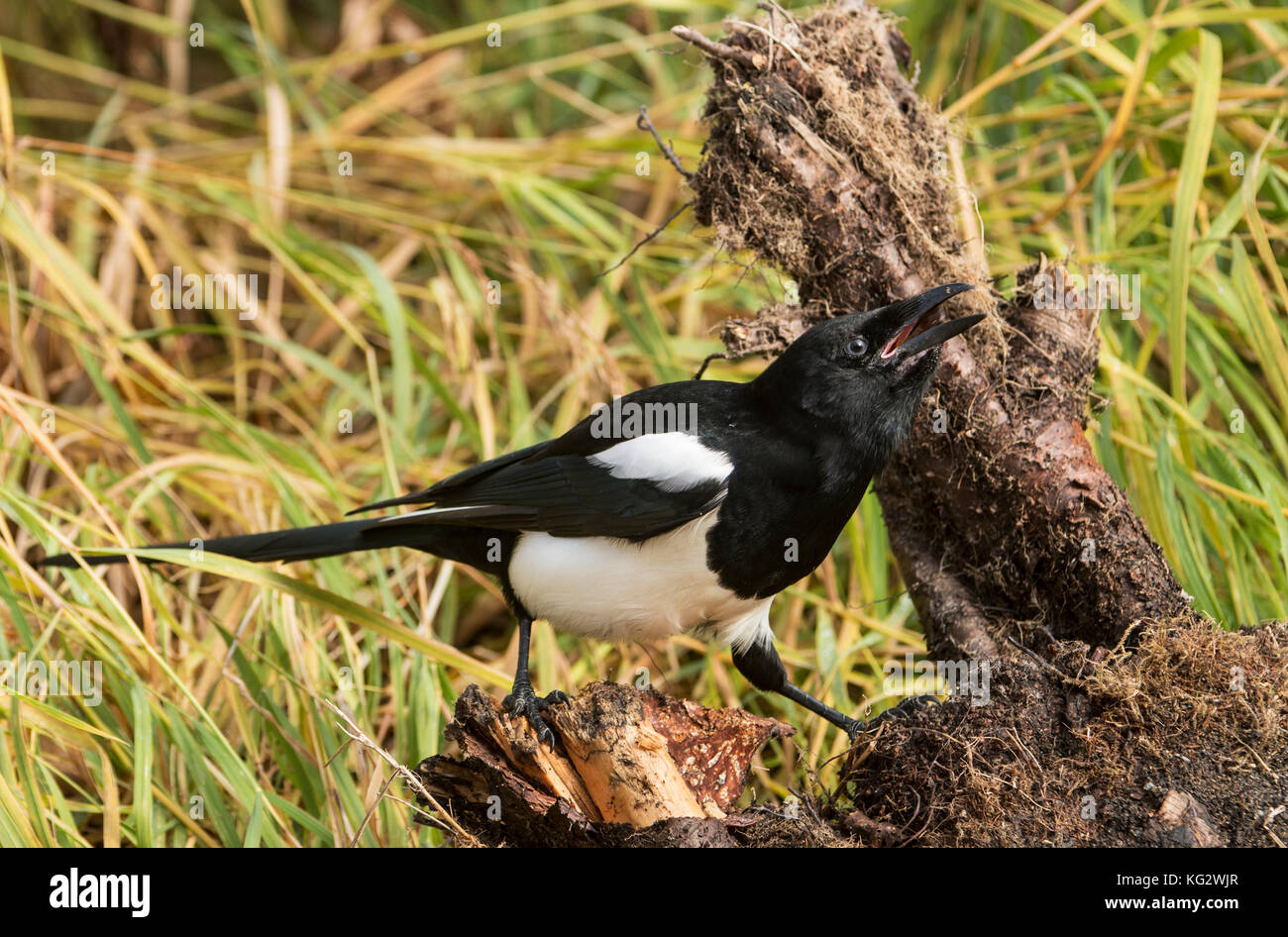 Black Billed Magpie In Alaska
