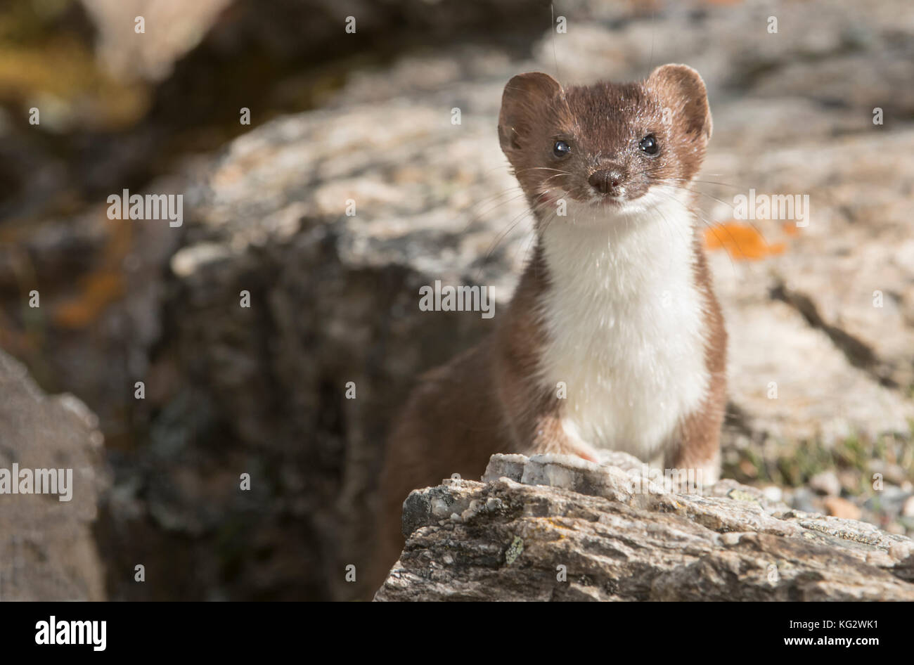 Long tailed weasel hi-res stock photography and images - Alamy