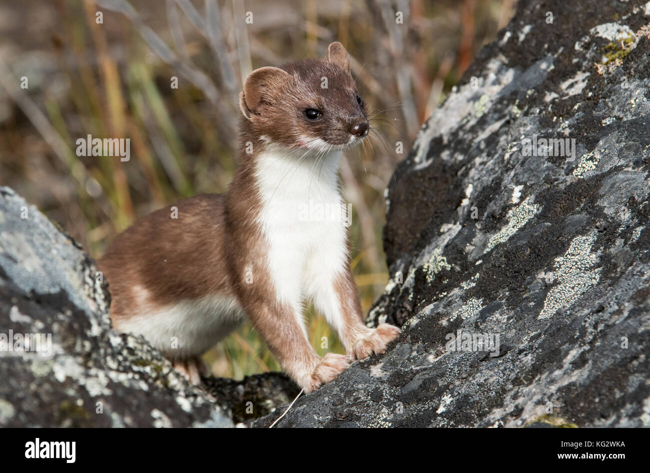 Long tailed weasel hi-res stock photography and images - Alamy