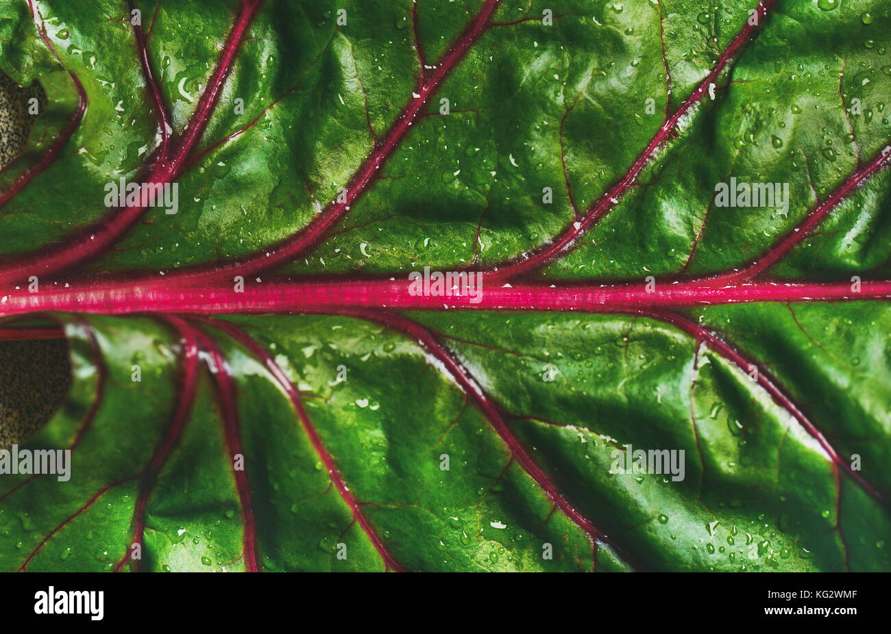 Flat-lay of fresh green leaves of swiss chard. Alkaline diet Stock ...