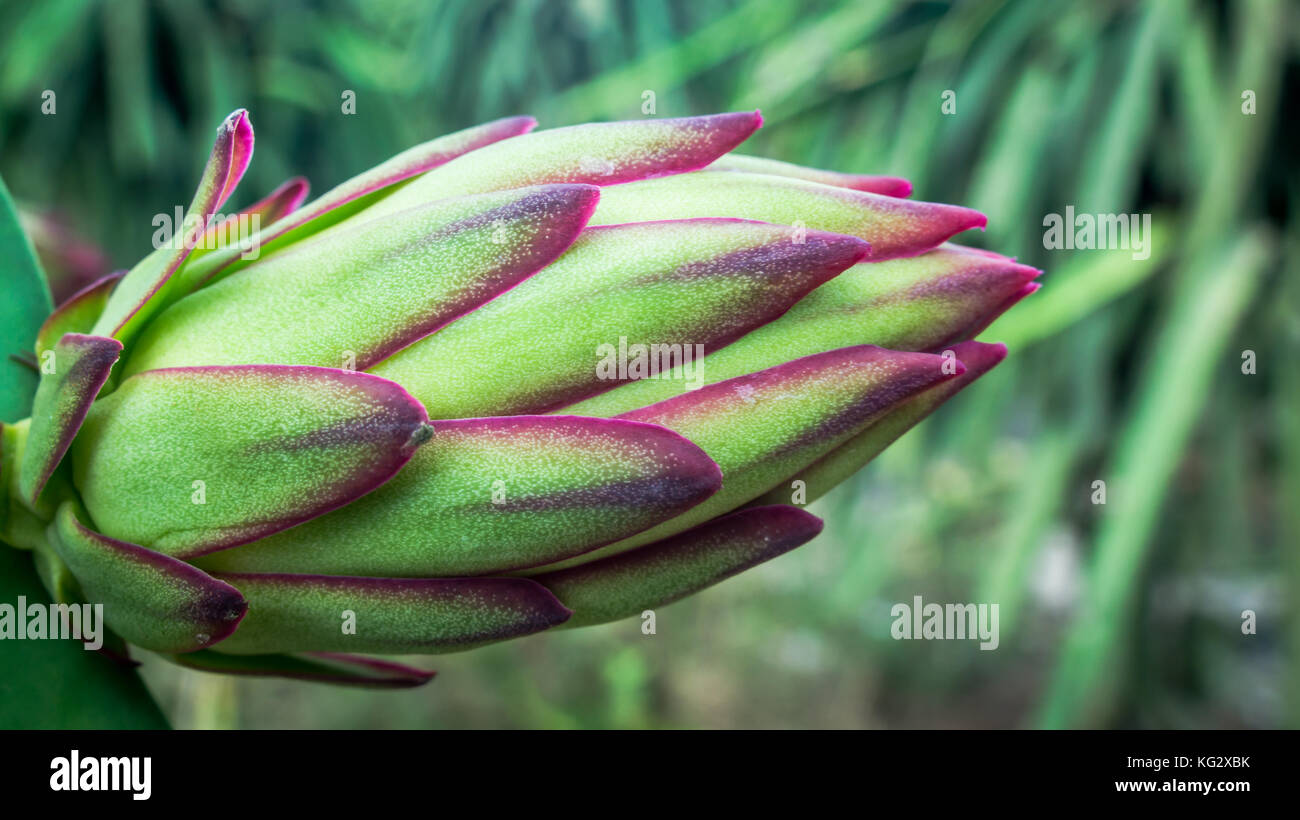 dragon fruit red pitaya flower in the plantation Stock Photo - Alamy
