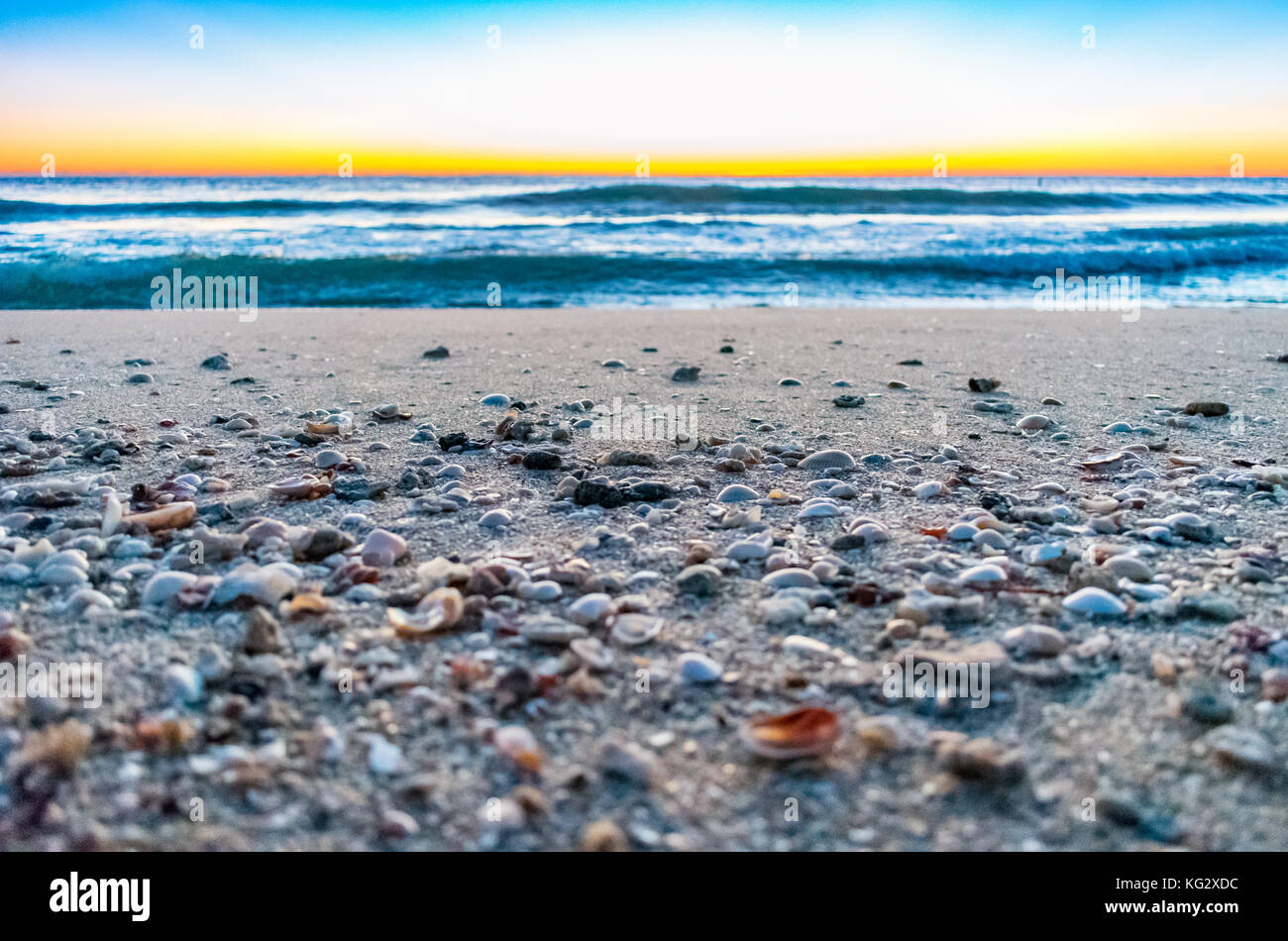 seashells and pebbles on a sandy beach shore with waves and morning sky ...