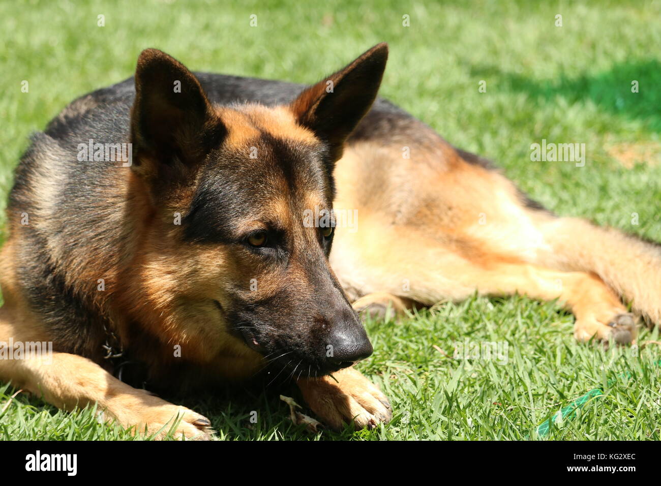 German Shepherd staring - sunny yard Stock Photo - Alamy