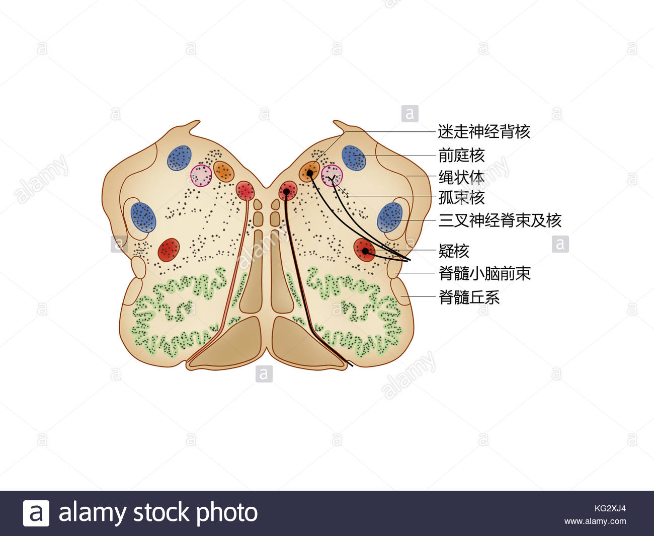Cord Blood Stock Photos & Cord Blood Stock Images - Alamy
