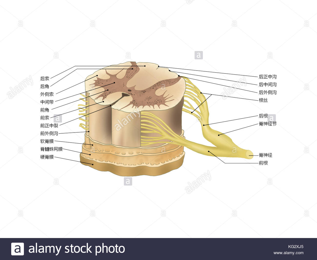 Spinal Cord Stock Photos & Spinal Cord Stock Images - Alamy