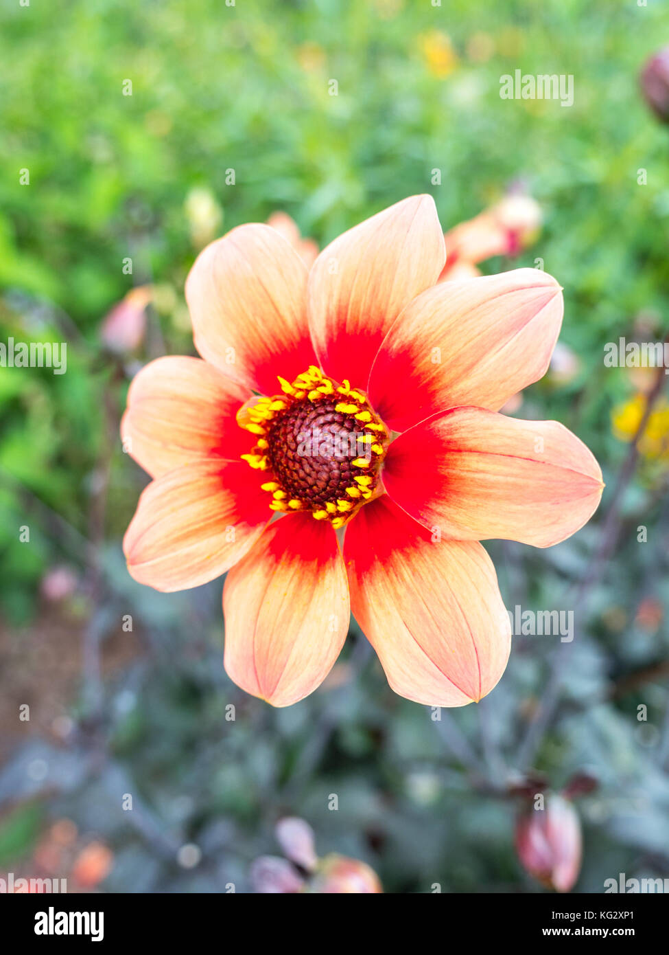 Gorgeous macro photograph of a single dahlia 'Moonfire' flower in a ...