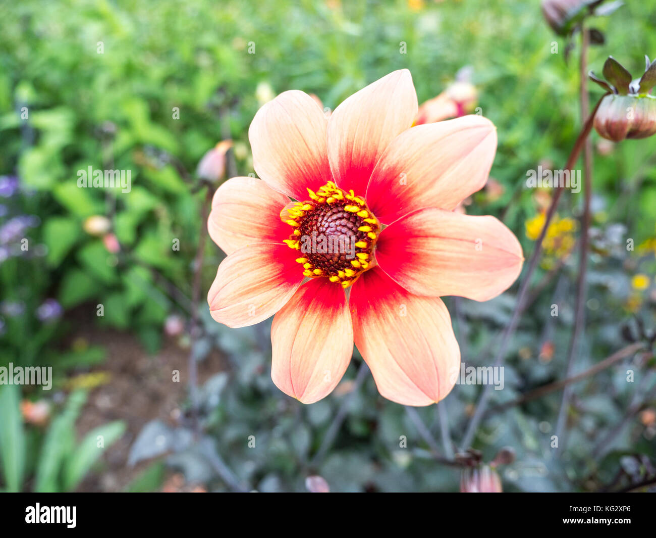 Gorgeous macro photograph of a single dahlia 'Moonfire' flower in a ...