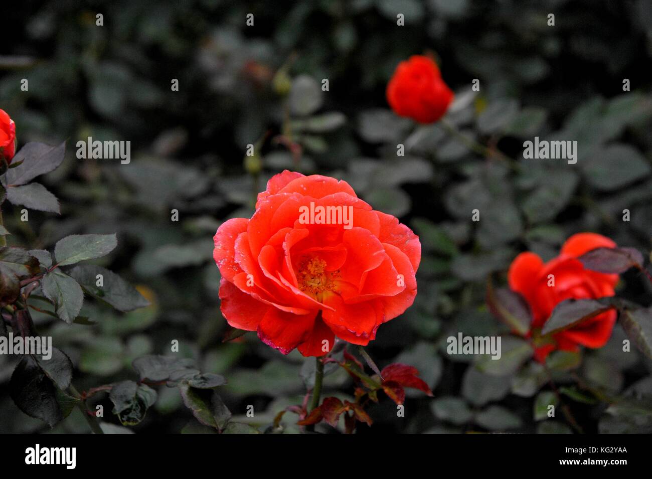 Full bloom red rose hi-res stock photography and images - Alamy