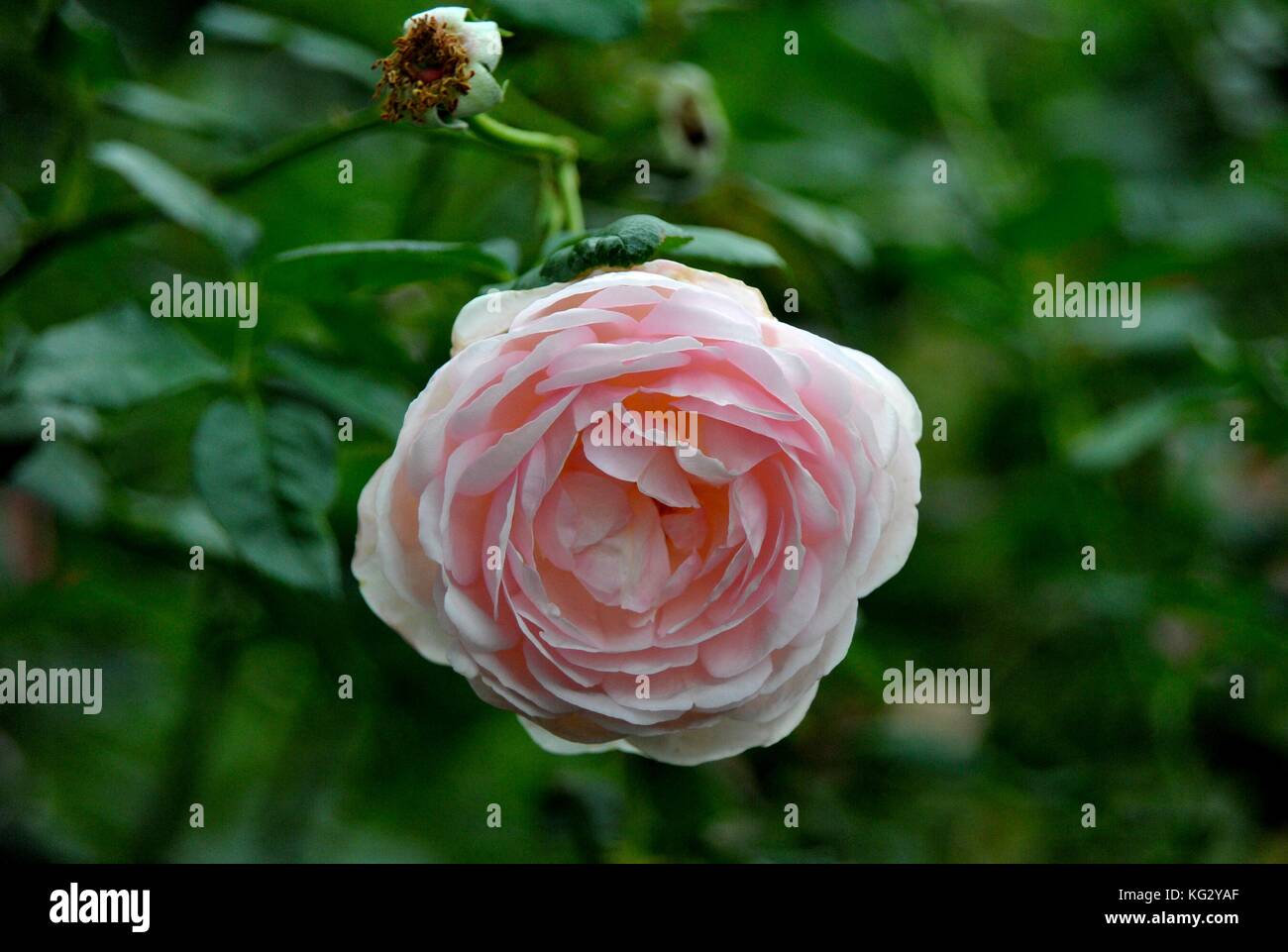 Soft rose bloom hi-res stock photography and images - Alamy