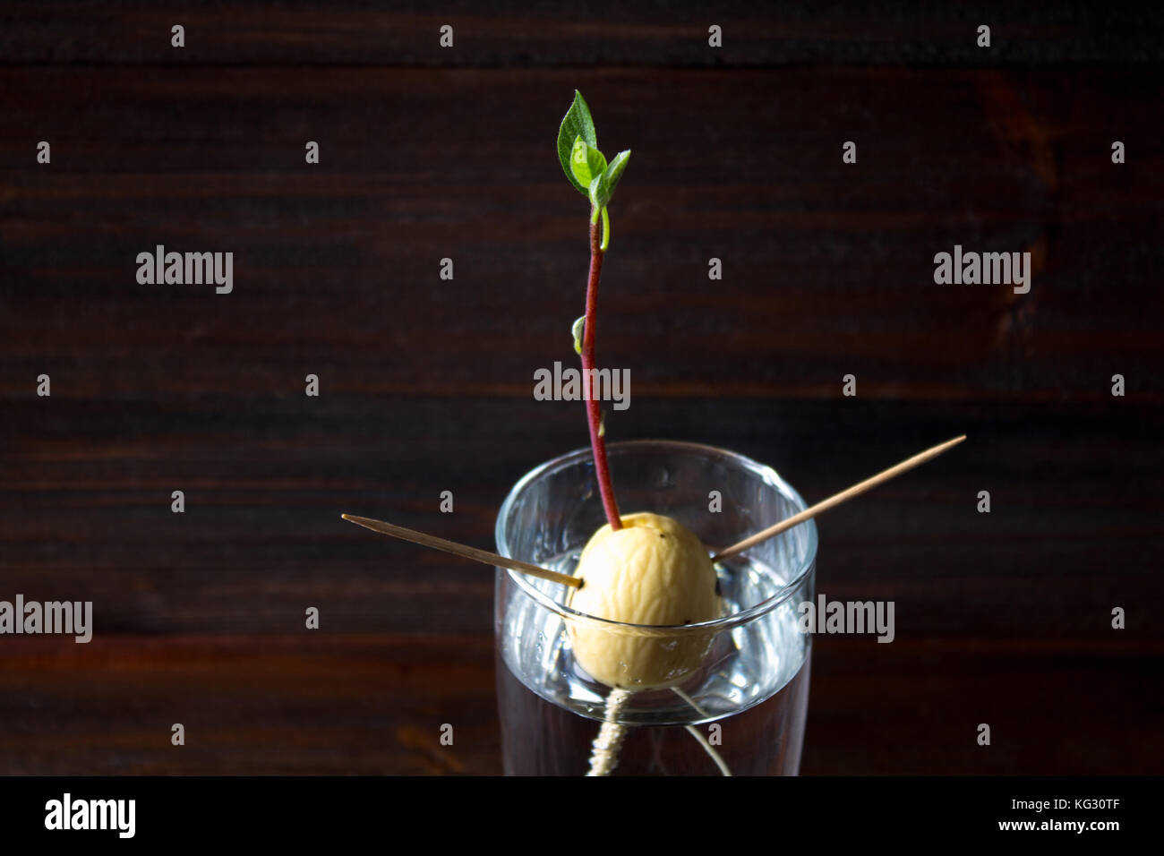 The avocado sprout grows from the seed in a glass of water. A living ...