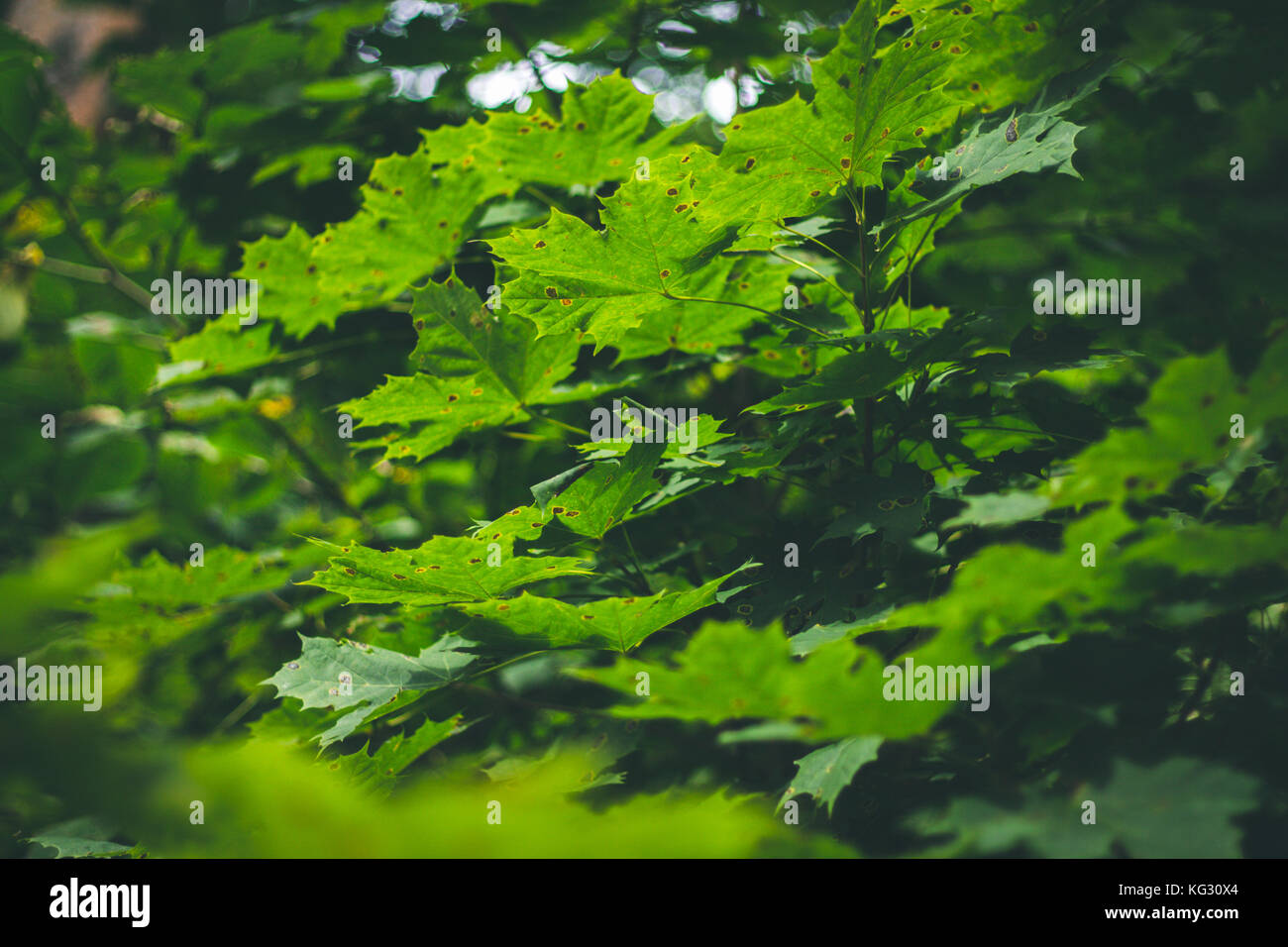 Mapleleafbackground hi-res stock photography and images - Alamy