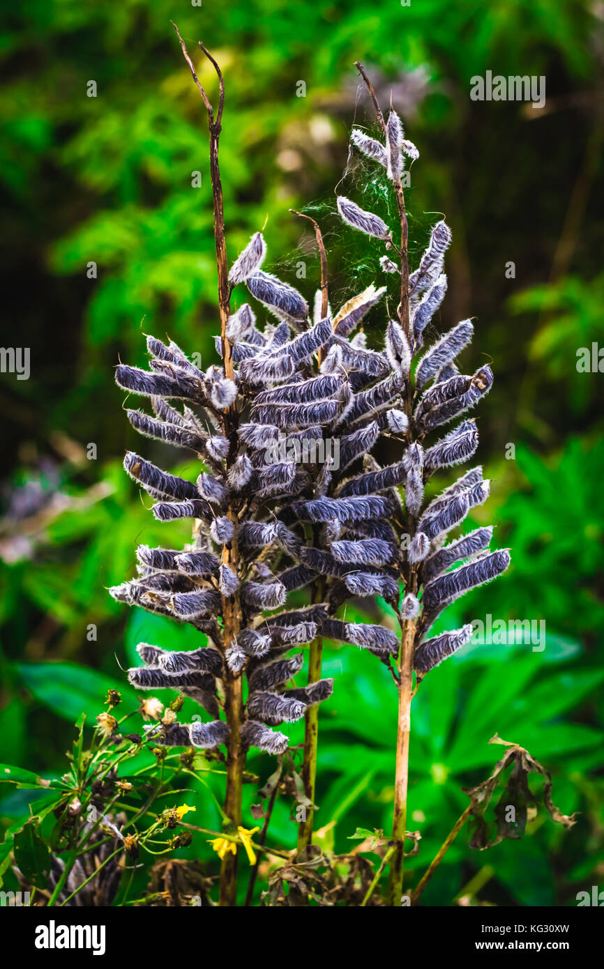 Lupin seed pod hi-res stock photography and images - Alamy
