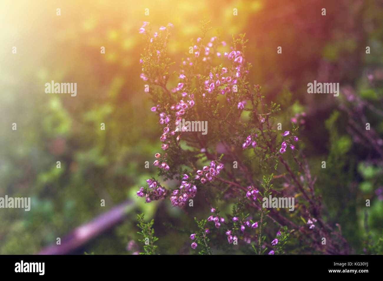 Violet flowers of heather in the forest Stock Photo - Alamy