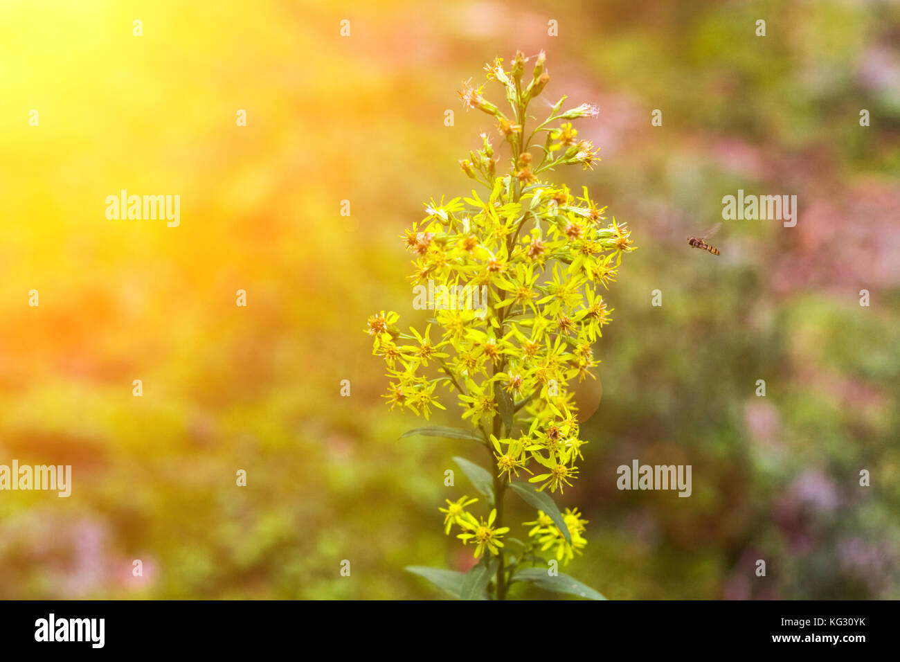 Goldenrod or Solidago yellow flowering plants in rural wisconsin with ...