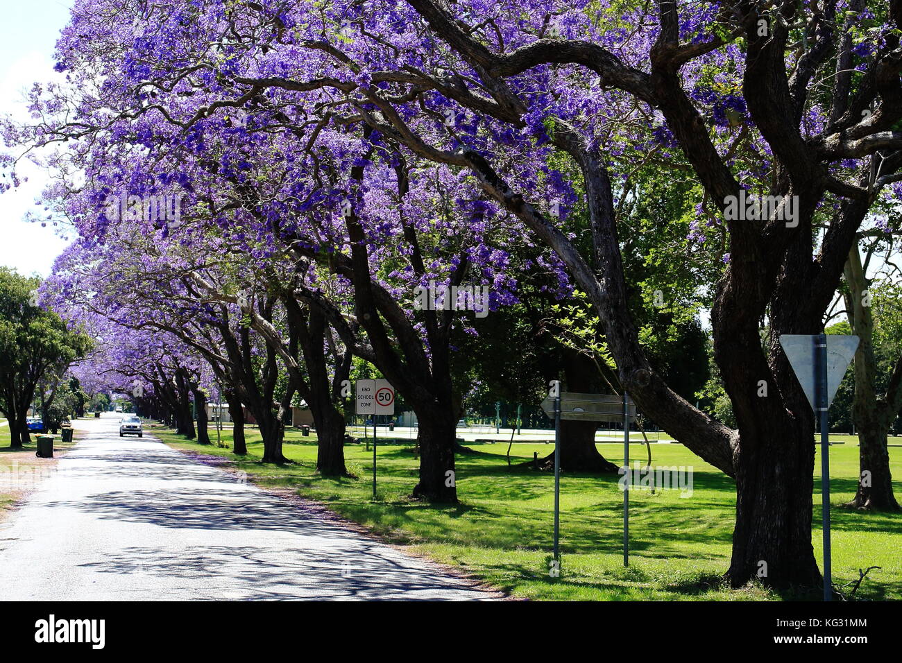 The famous Jacaranda trees of Grafton in their glorious mantle of ...